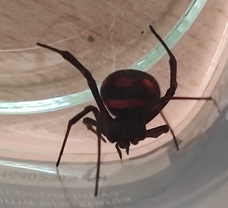 Crna udovica nakon parenja pojede svog partnera | Regional Express ...