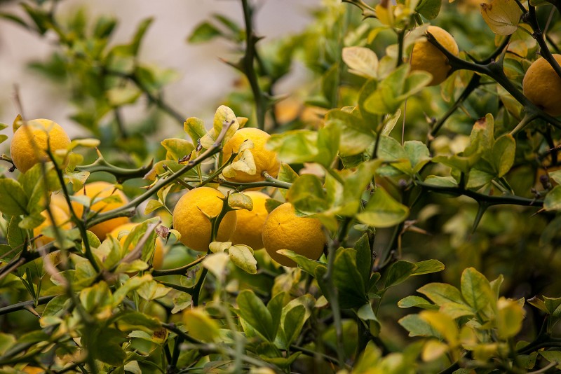 Jedino stablo Sibirskog limuna u Puli raste u Parku grada Graza ...