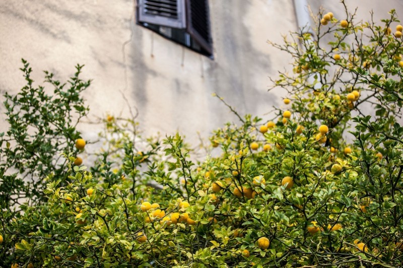 Jedino stablo Sibirskog limuna u Puli raste u Parku grada Graza ...